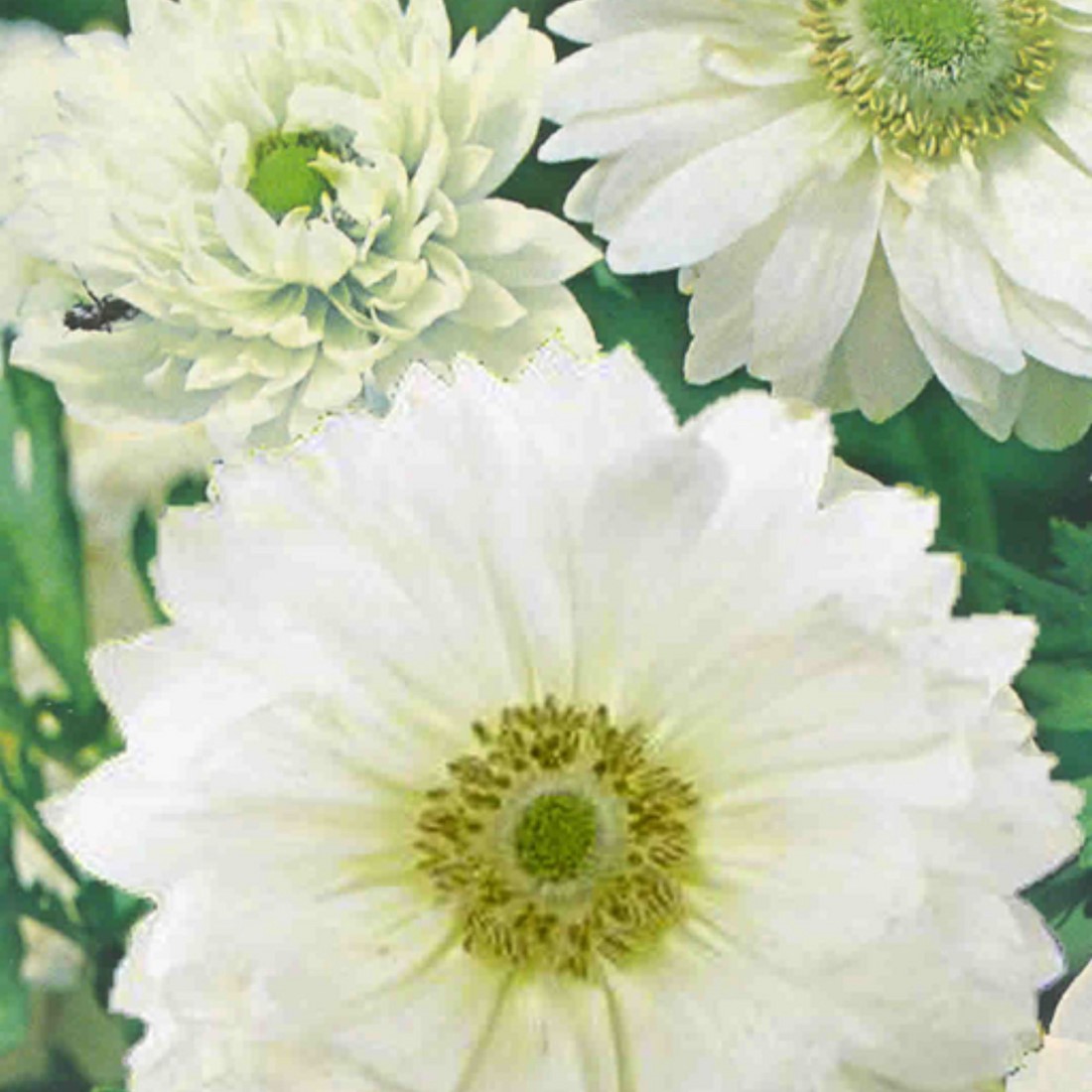 Anemoon Mount Everest - Anemone coronaria Les Bulbes a Fleurs