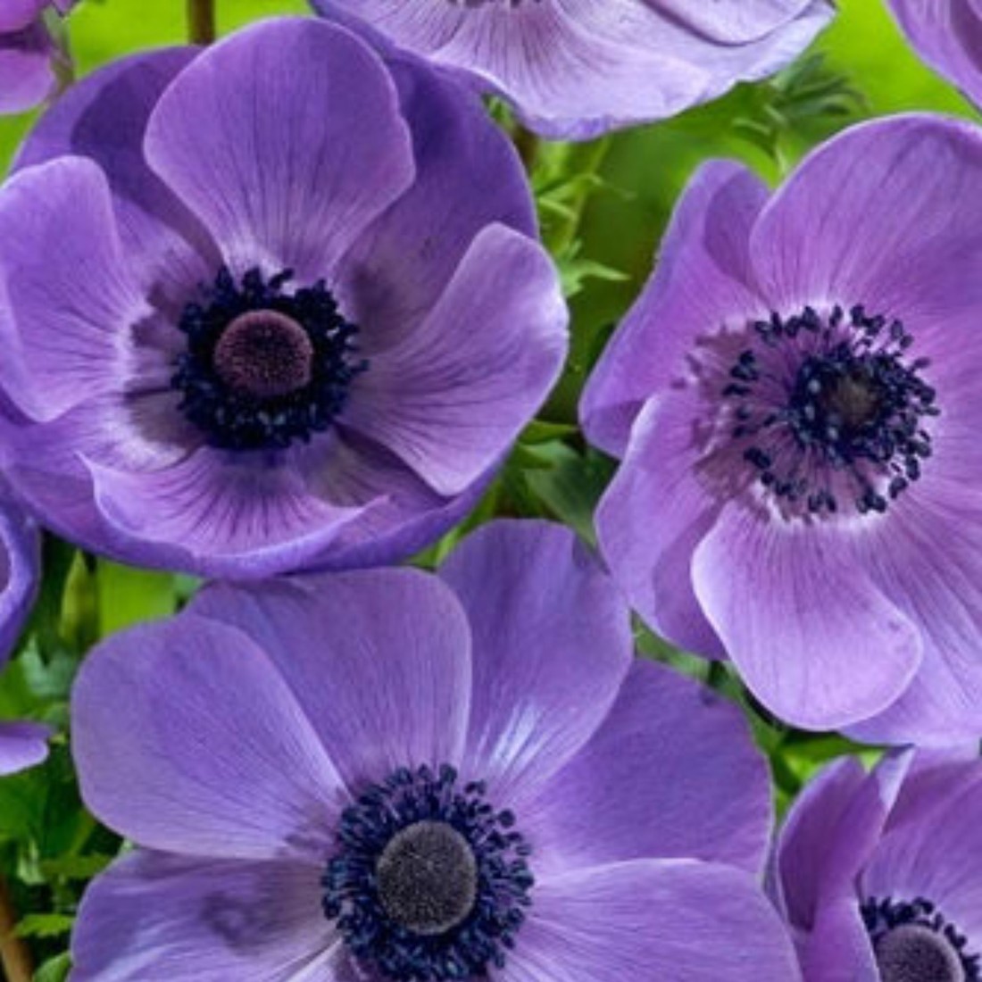Anemoon Mr. Fokker - Anemone coronaria Les Bulbes a Fleurs