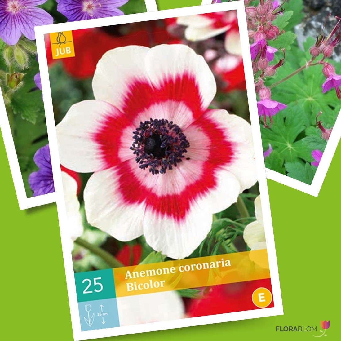 Anemoon Bicolor - Anemone coronaria Les Bulbes a Fleurs