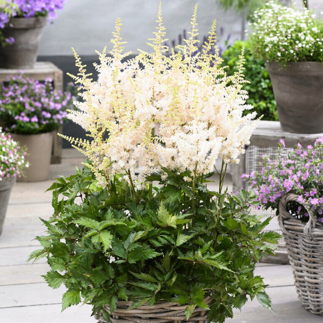 Spiraea Astilbe Wit - Astilbe japonica Washington Les Bulbes a Fleurs