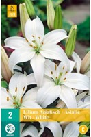 Aziatische Lelie Wit - Lilium asiaticum Les Bulbes a Fleurs