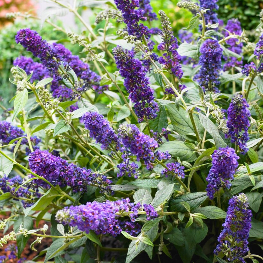 Vlinderstruik Blue Chip - Buddleja davidii Les Bulbes a Fleurs