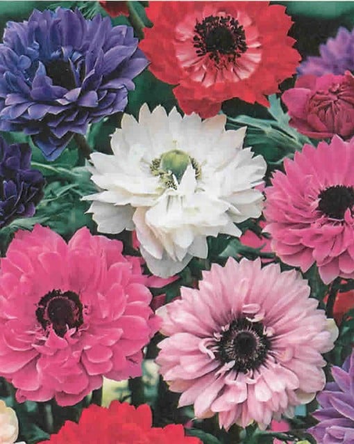 Anemoon St. Brigid Mix - Anemone coronaria Les Bulbes a Fleurs