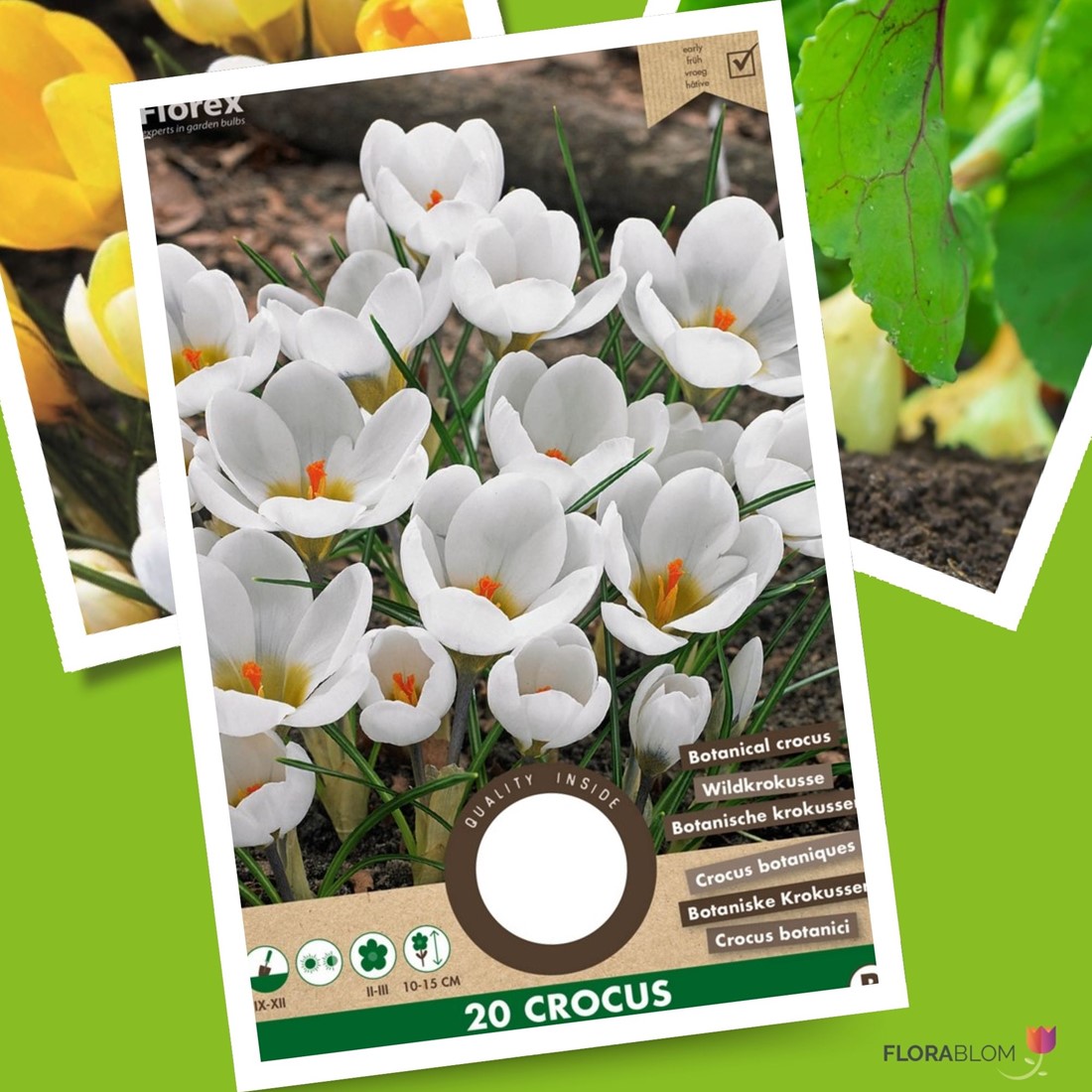 Krokus Ard Schenk - Crocus Les Bulbes a Fleurs