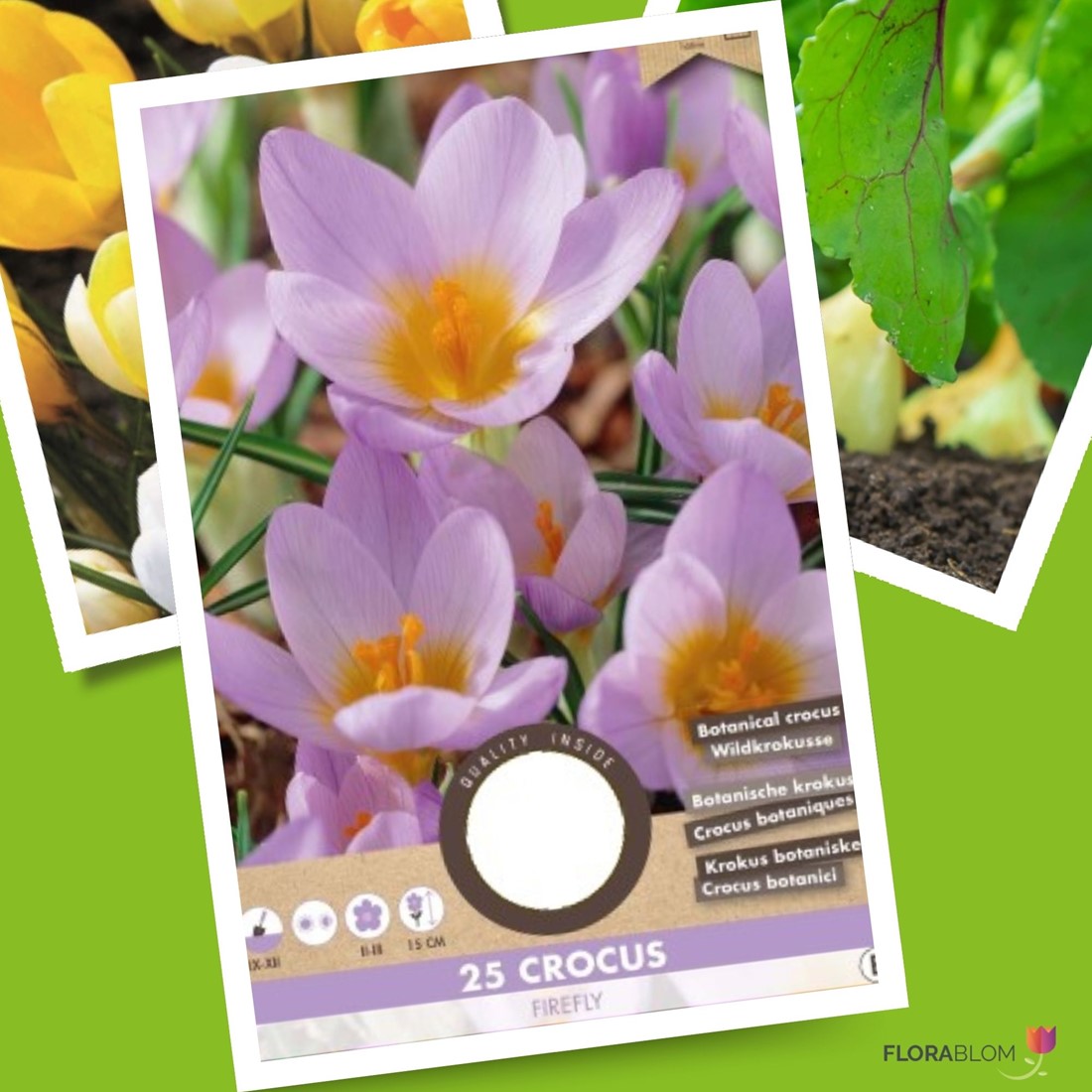 Crocus sieberi Firefly - Krokus Les Bulbes a Fleurs