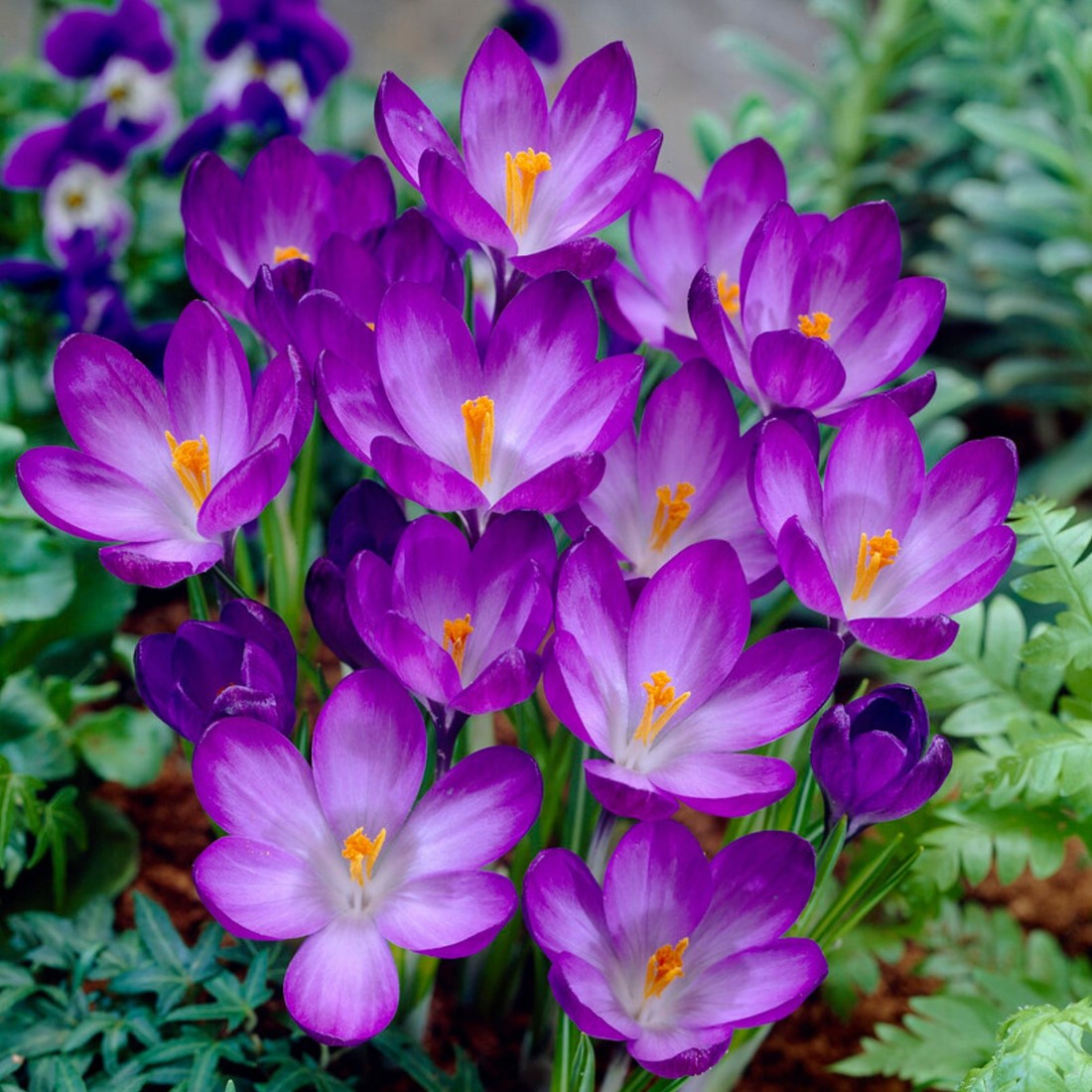 Krokus Ruby Giant - Crocus tommasinianus Les Bulbes a Fleurs