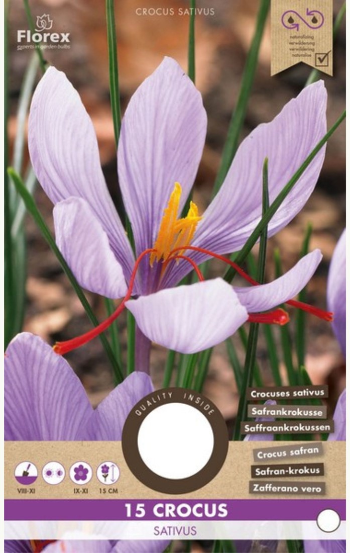 Saffraan krokus - Crocus sativus Les Bulbes a Fleurs