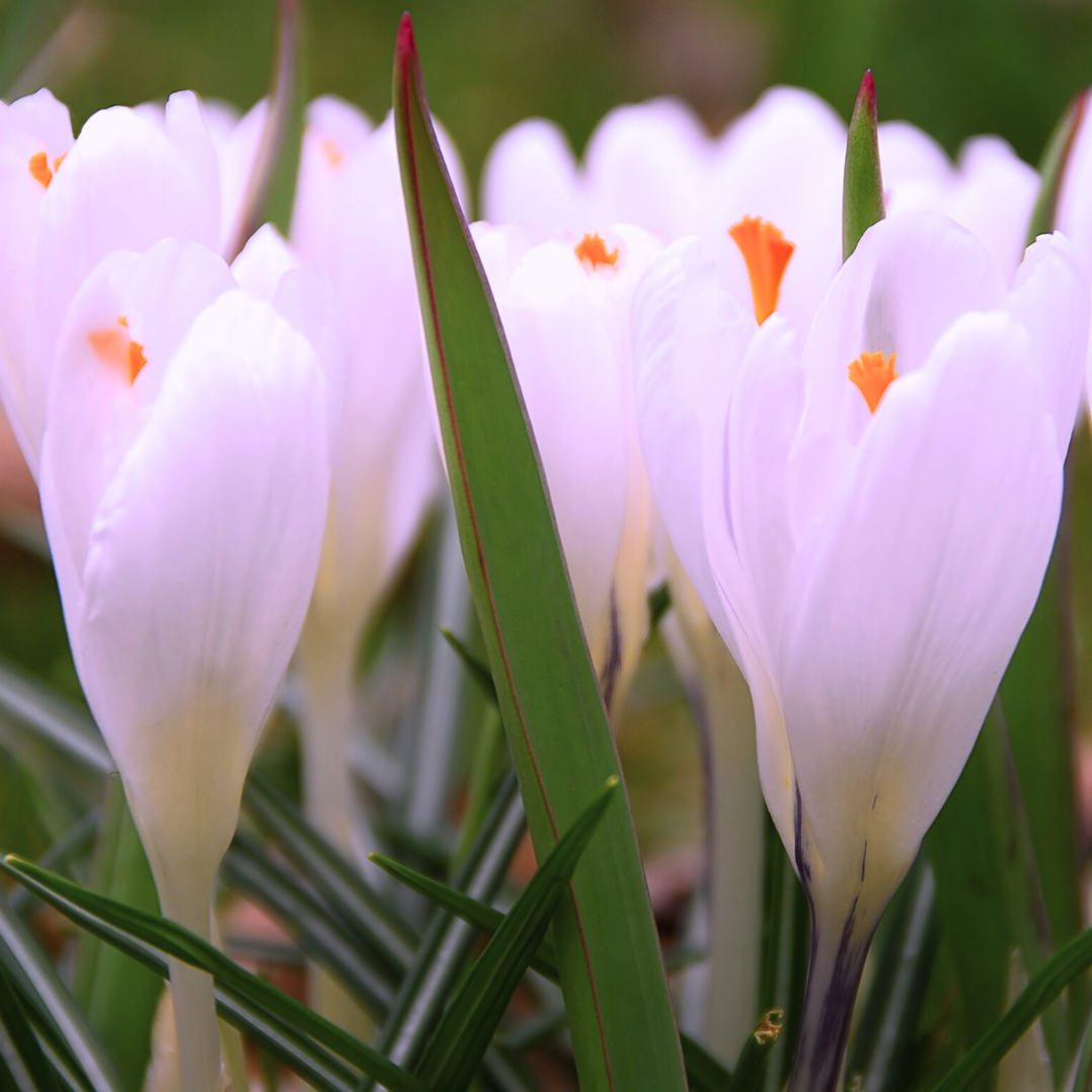 Crocus sieberi Firefly - Krokus Les Bulbes a Fleurs