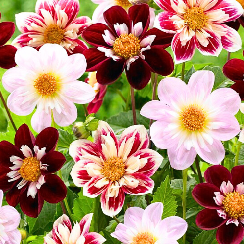 Dahlias Collarette Charlotte en mélange acheter ? Livraison rapide et ...