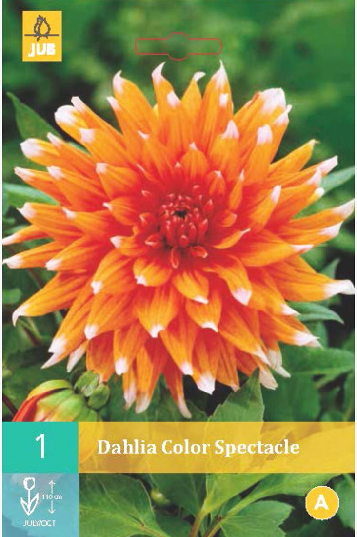 Dahlia Color Spectacle Les Bulbes a Fleurs