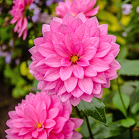 Dahlia Fascination Les Bulbes a Fleurs