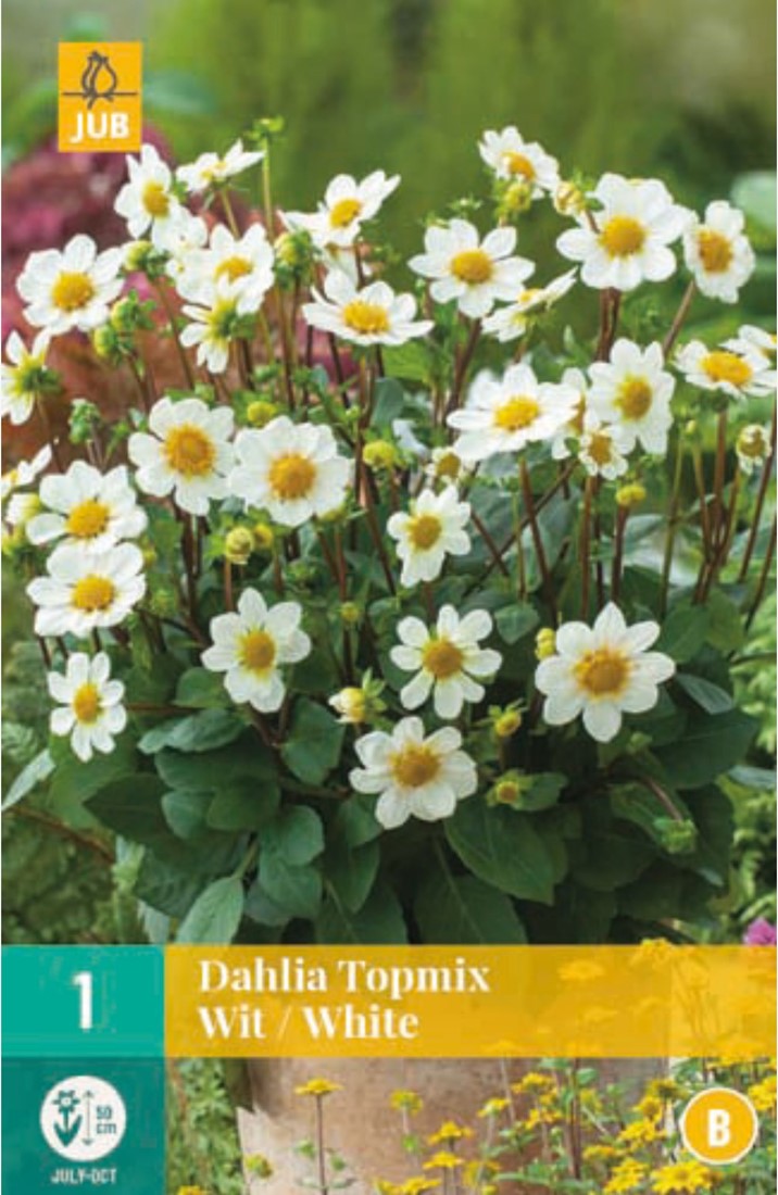 Dahlia Topmix Wit Les Bulbes a Fleurs