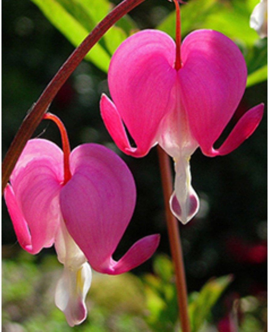 Gebroken Hartje Roze - Dicentra spectabilis Les Bulbes a Fleurs