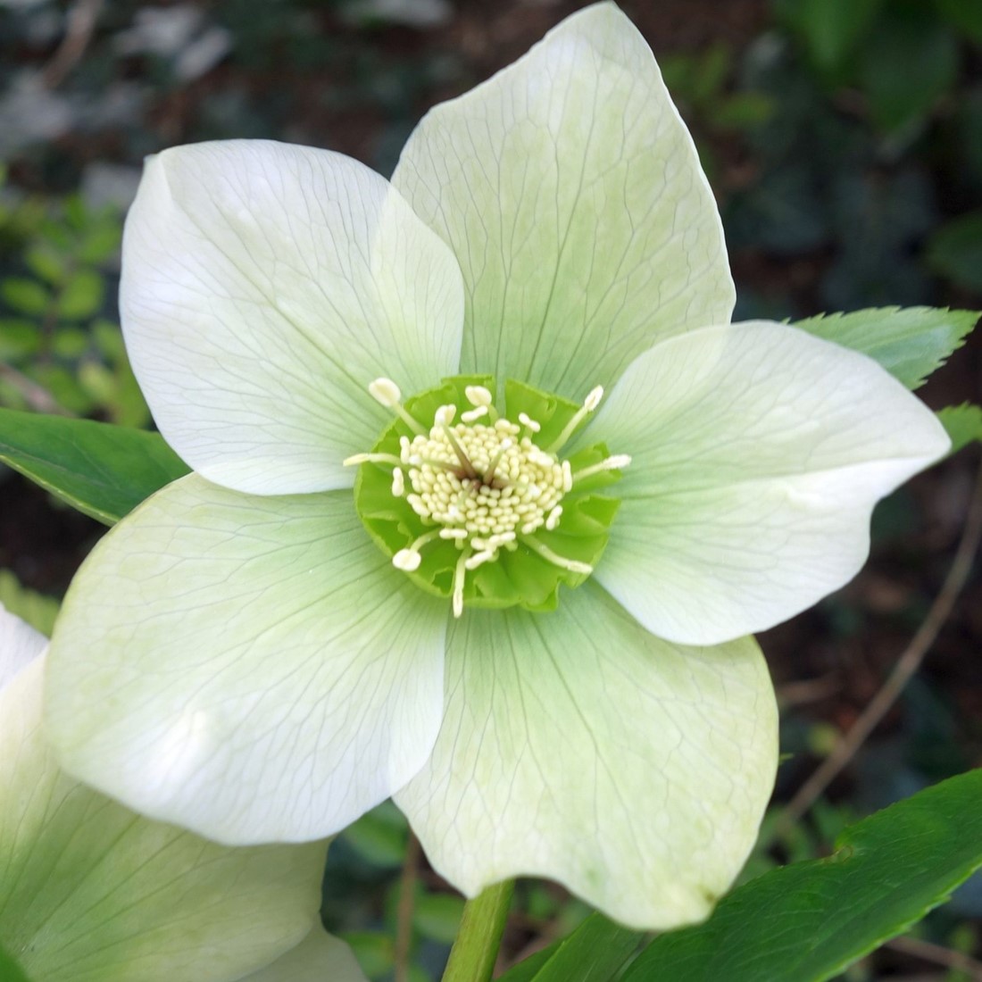 Helleborus orientalis Pretty Ellen White - Kerstroos / Lenteroos Les ...