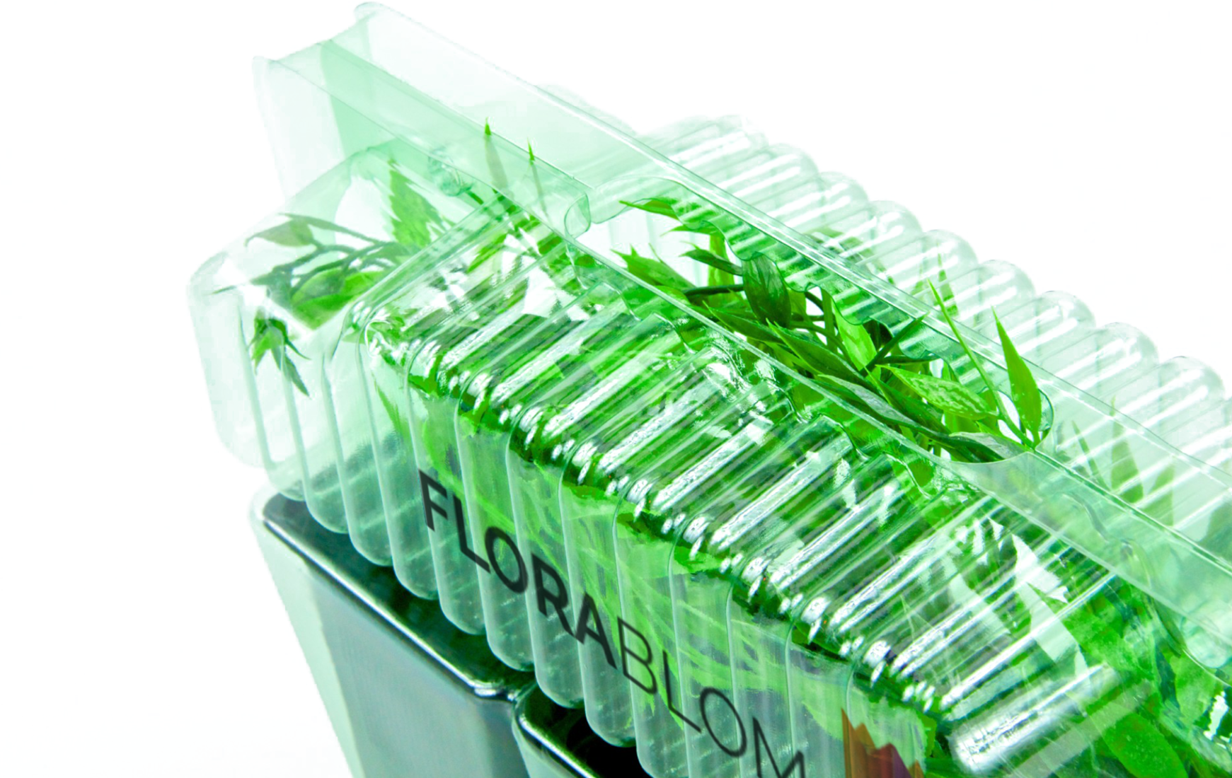 Vijgen boompje - Ficus carica Les Bulbes a Fleurs