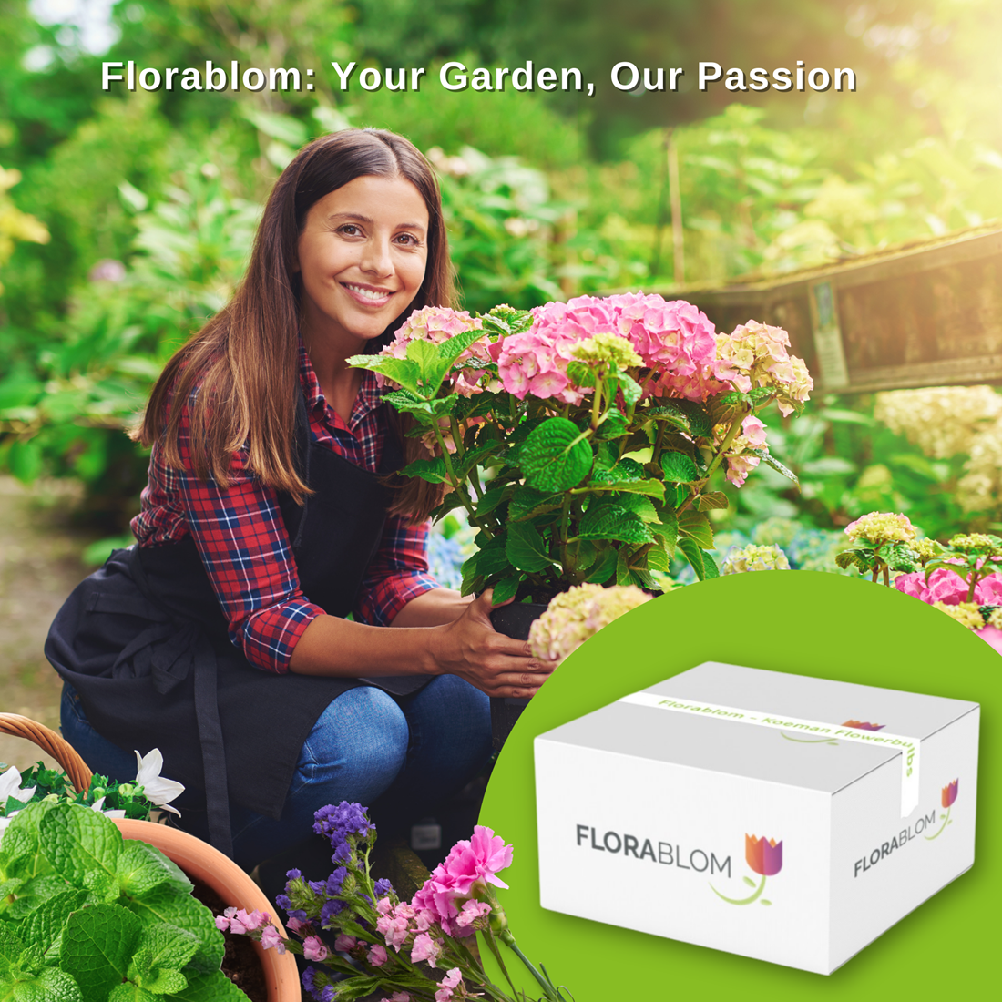 Tulp Apeldoorn Rood - Tulipa Les Bulbes a Fleurs