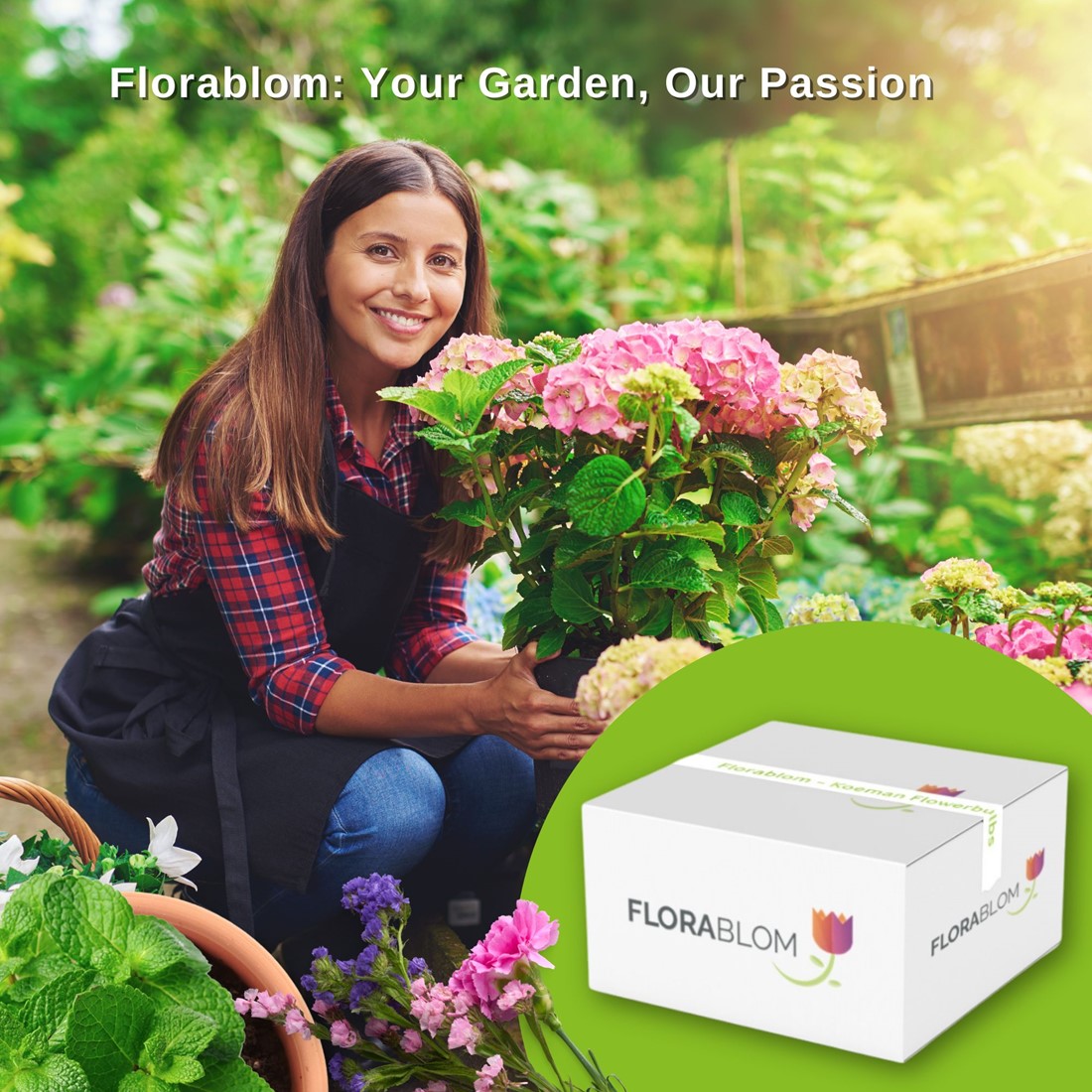 Gladiool Passos - Gladiolus Les Bulbes a Fleurs