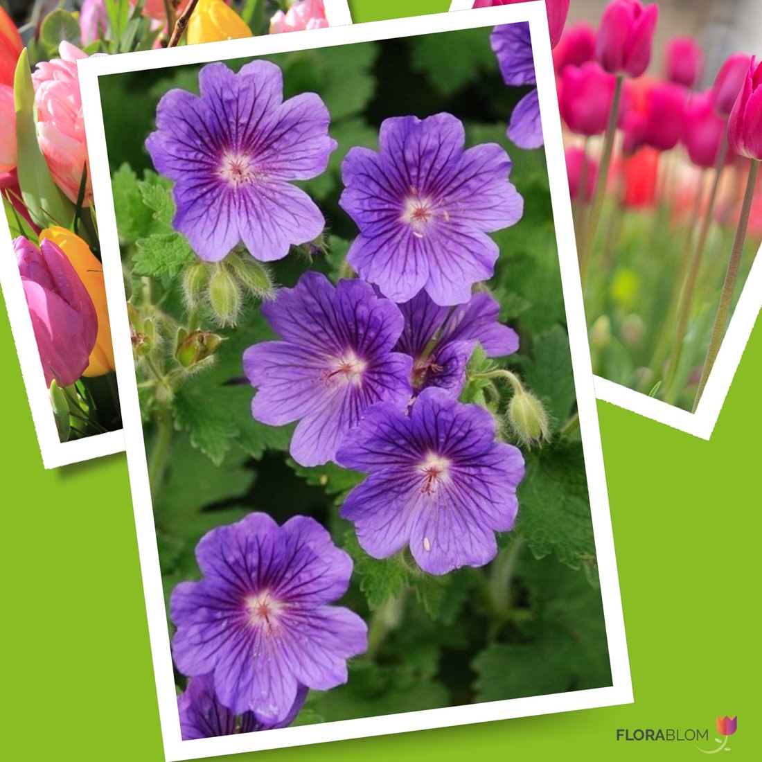 Ooievaarsbek Rozanne - Geranium Les Bulbes a Fleurs