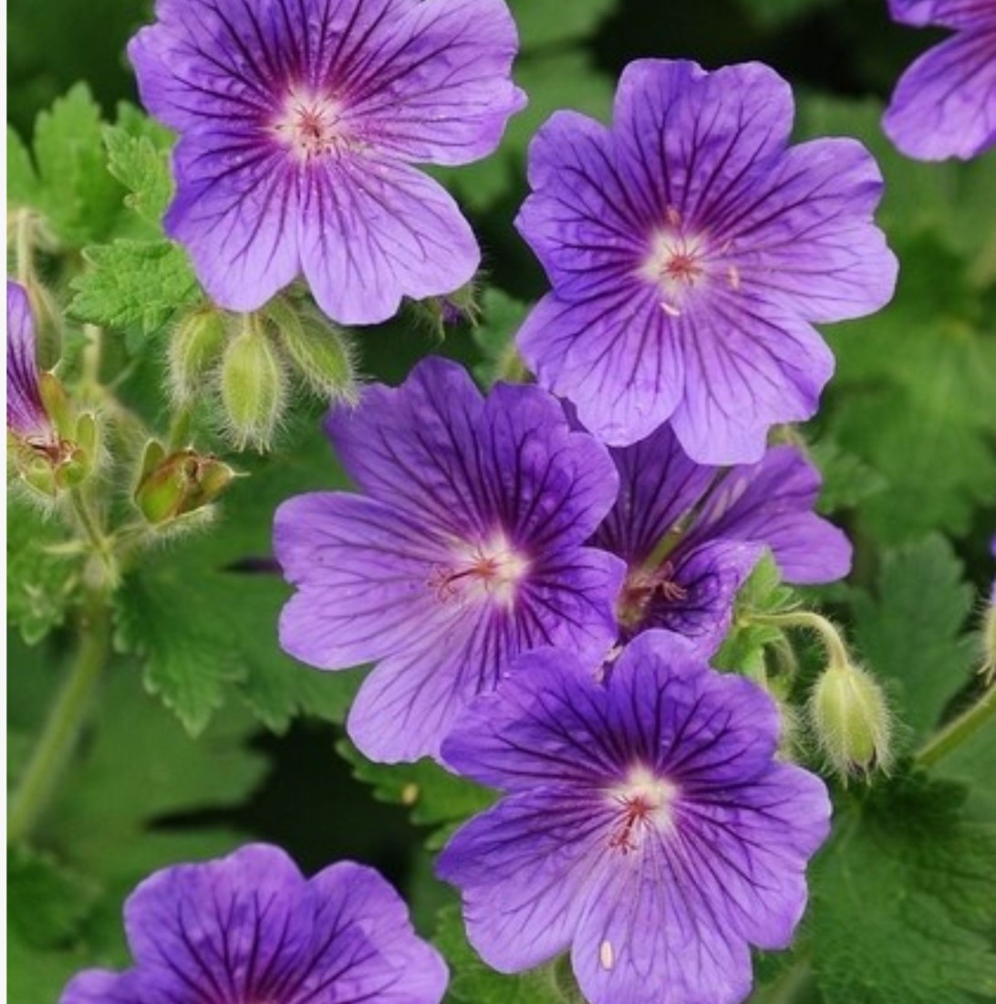 Ooievaarsbek Rozanne - Geranium Les Bulbes a Fleurs