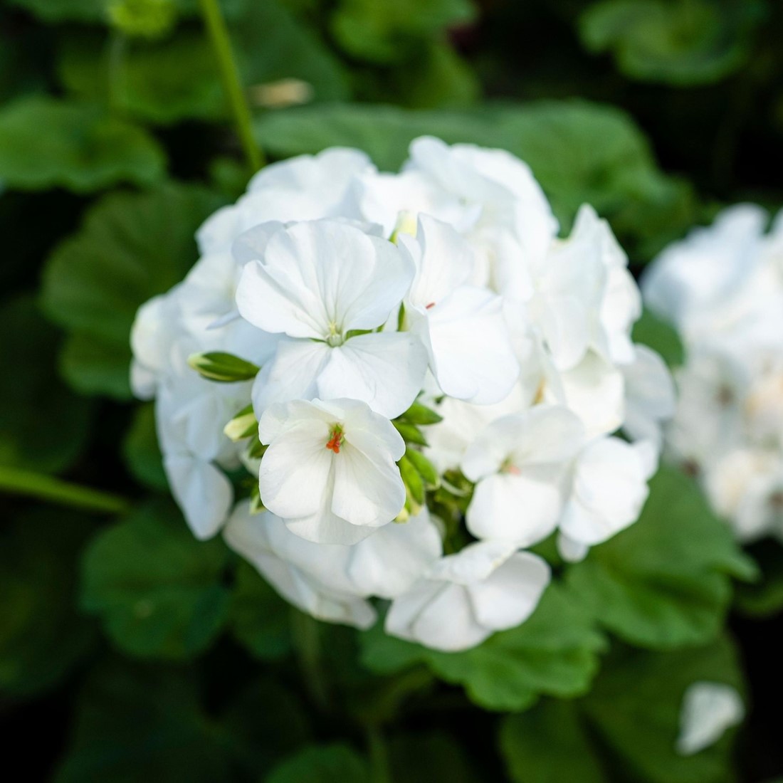 Geranium Sanguineum Album - Géranium acheter ? Livraison rapide et prix ...