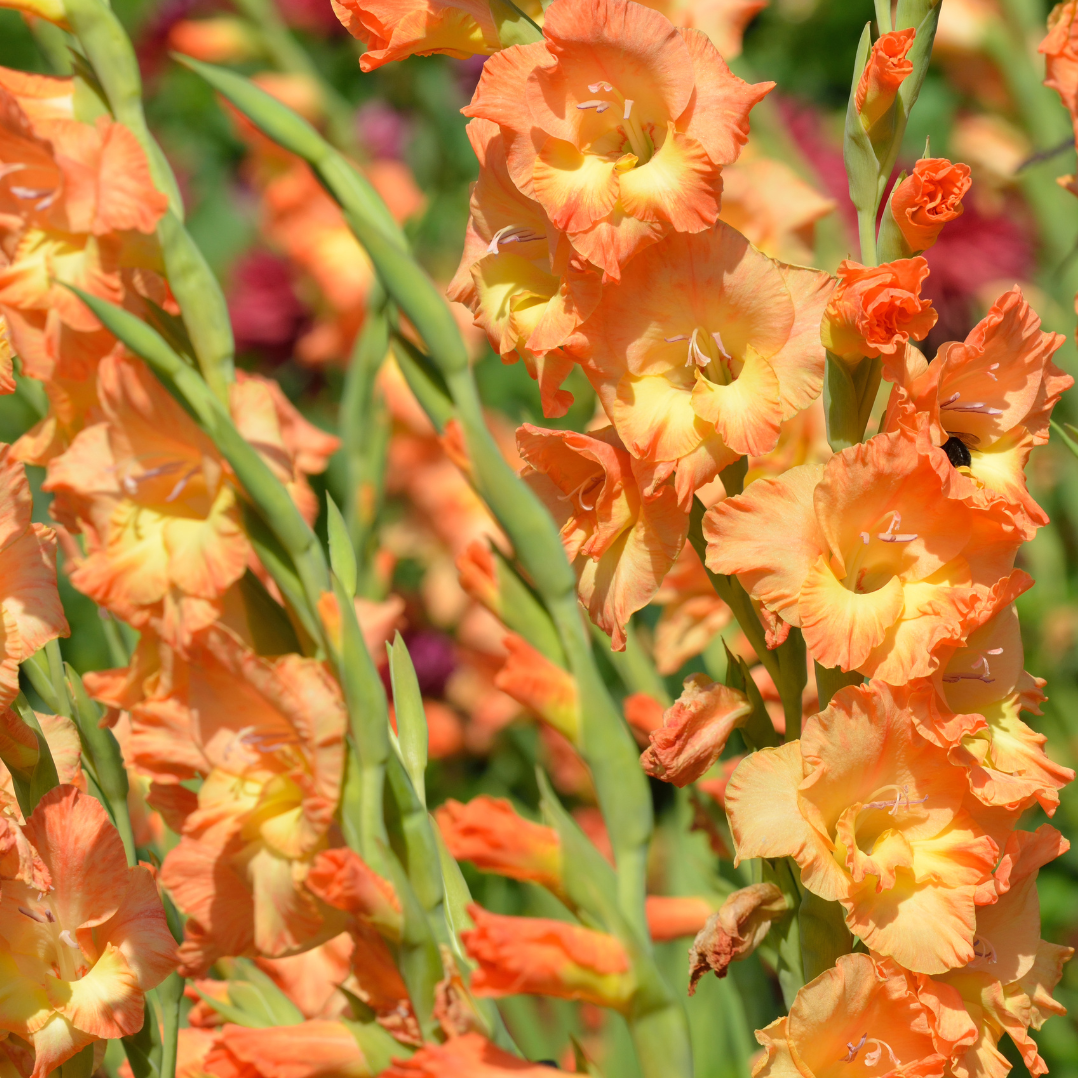 Gladiolus Peter Pears - Gladiool Les Bulbes a Fleurs