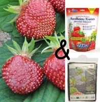Paquet Fraise Cherryberry acheter ? Livraison rapide et prix attractifs ...