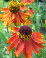 Zonnekruid Moerheim Beauty - Helenium (Potplant) Les Bulbes a Fleurs