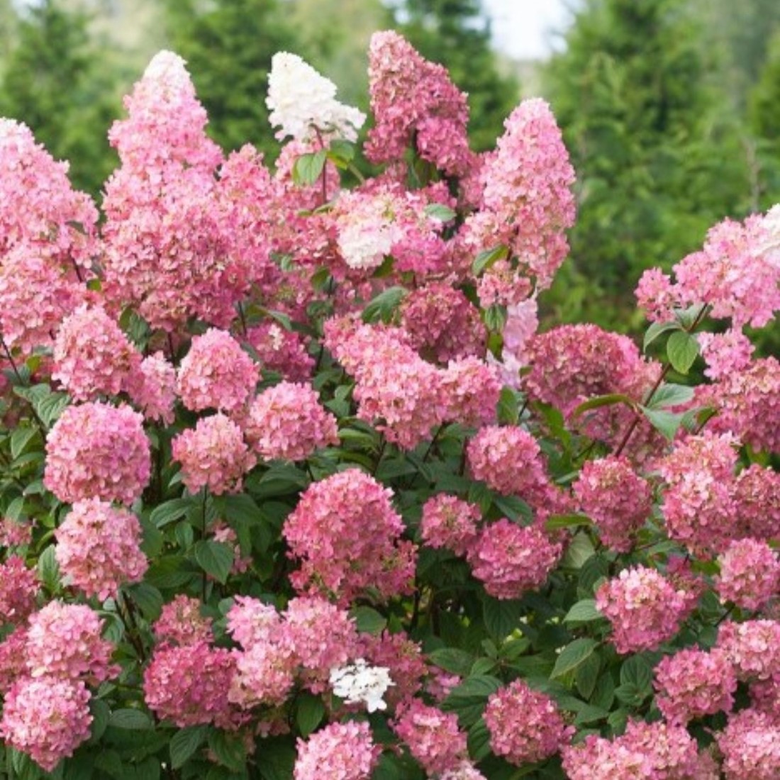 Hortensia Pinky Winky® - Hydrangea paniculata Les Bulbes a Fleurs