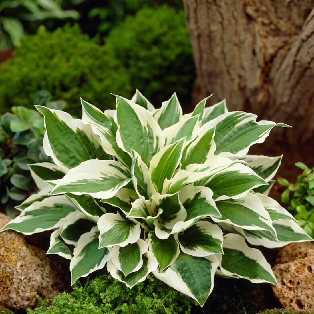 Hosta Patriot acheter ? Livraison rapide et prix attractifs chez ...