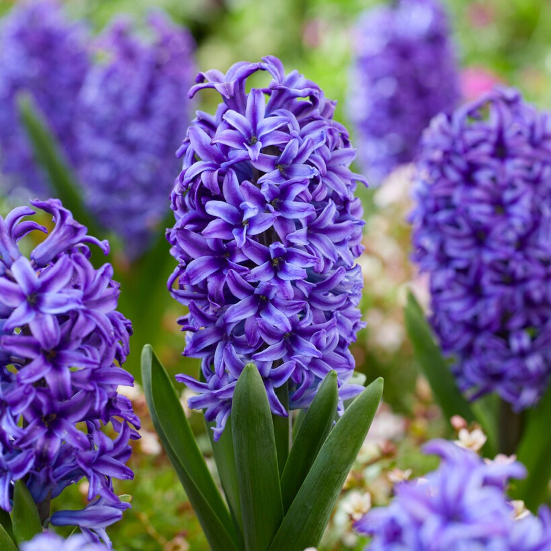Hyacint Delfts Blauw - Hyacinthus Blue Jacket Les Bulbes a Fleurs