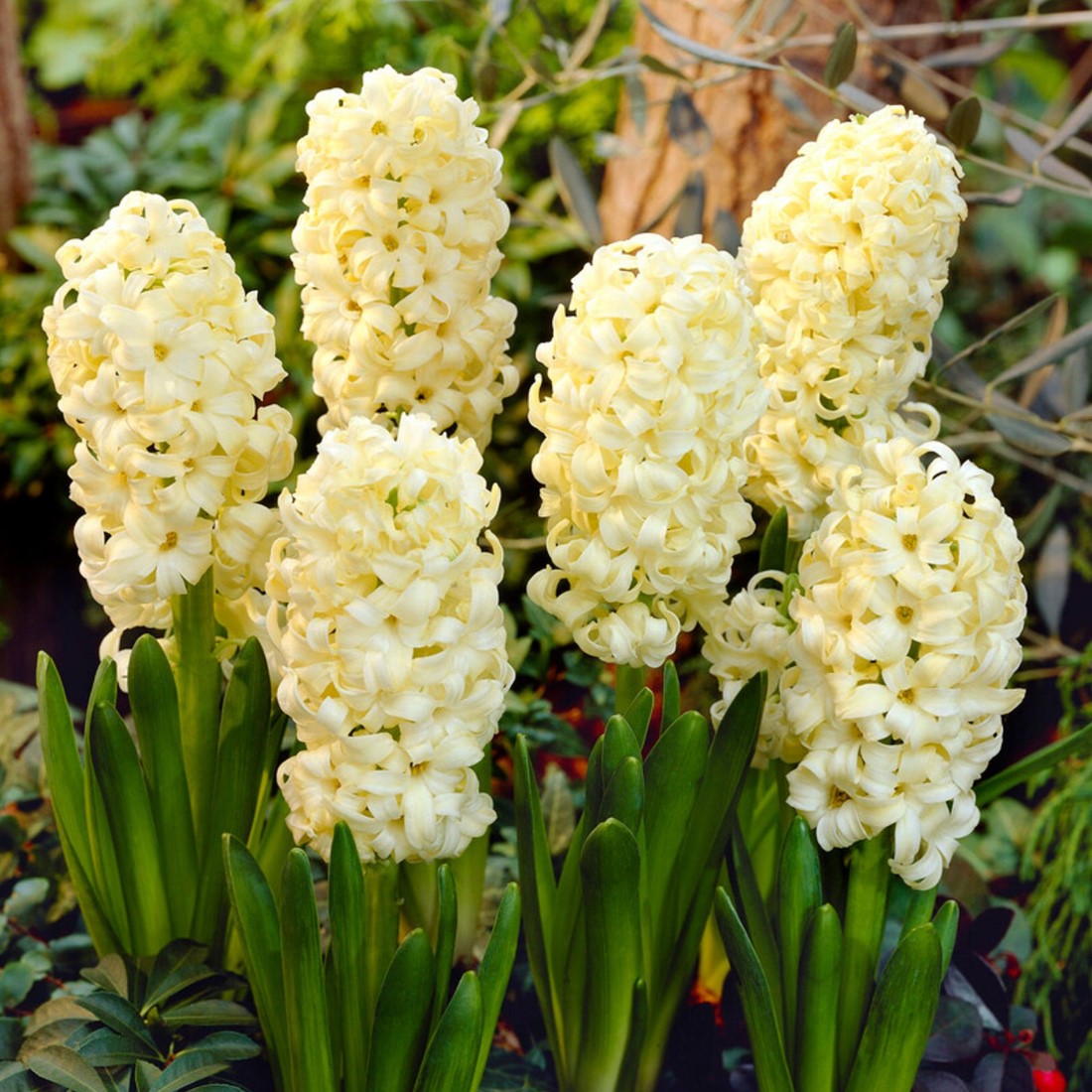 Hyacint City of Haarlem - Hyacinthus Les Bulbes a Fleurs