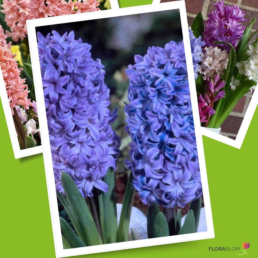 Jacinthe Delft Bleu (Blue Jacket) - Hyacinthus acheter ? Livraison ...