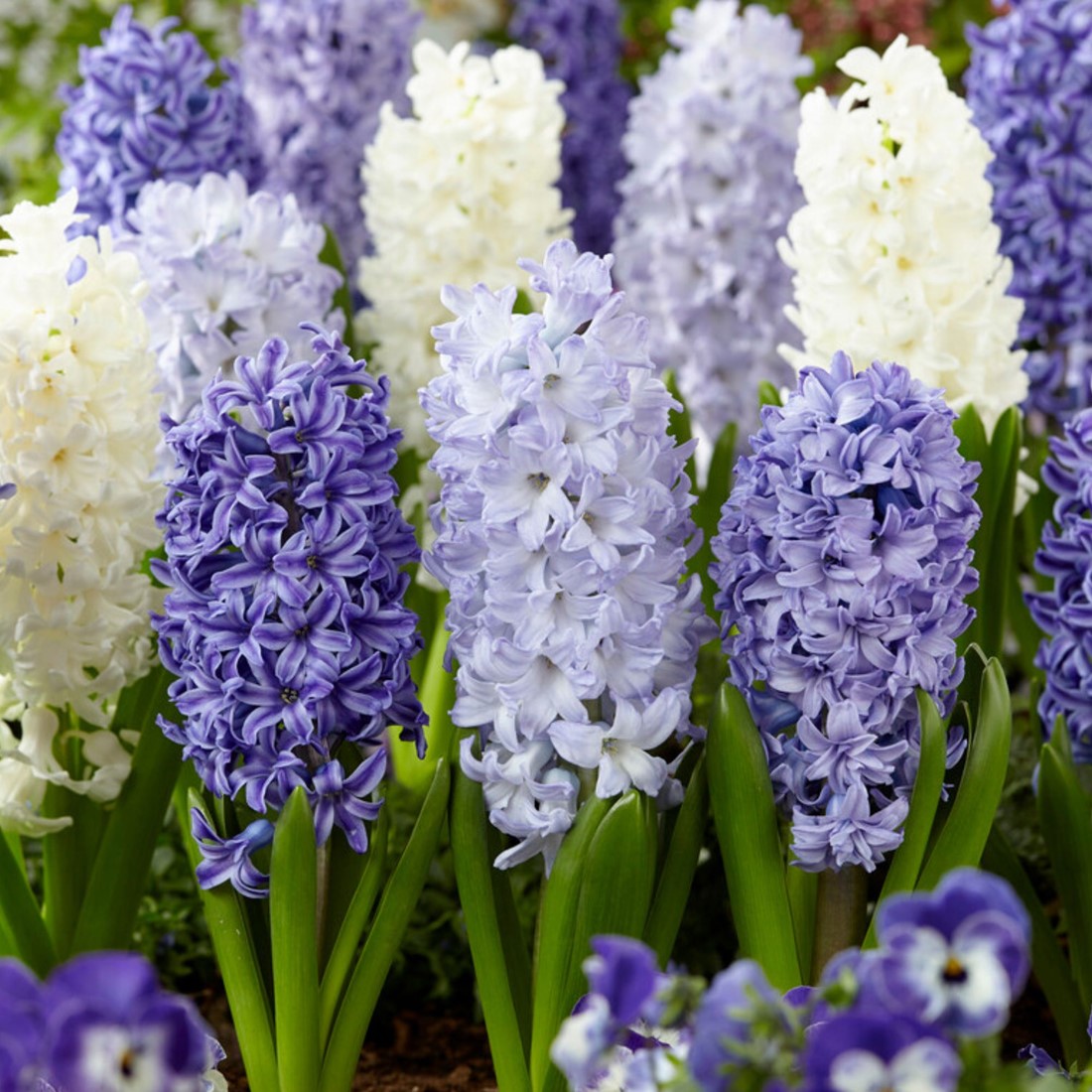 Jacinthes Blue Water Mix - Hyacinthus acheter ? Livraison rapide et ...