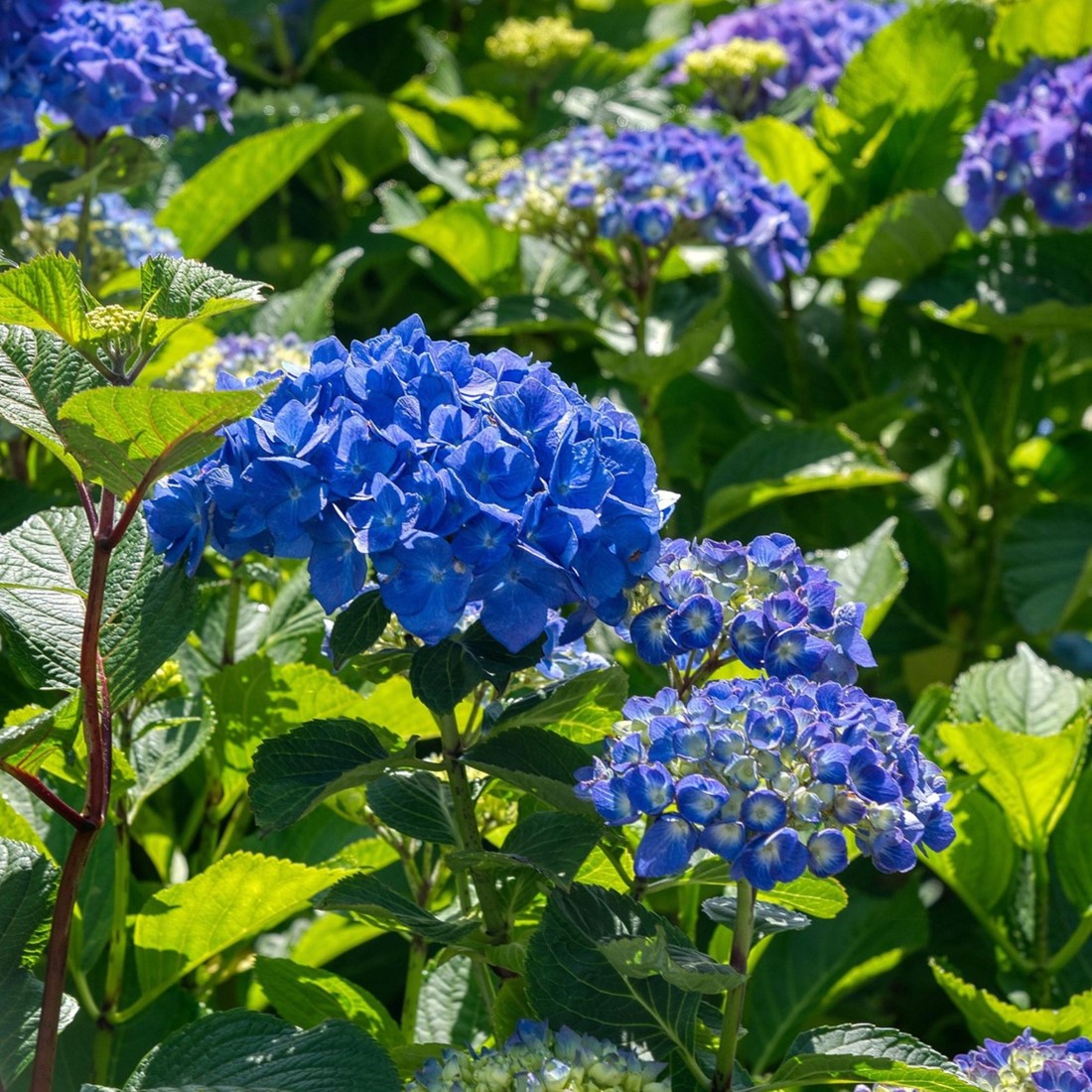 Hortensia bleu acheter ? Livraison rapide et prix attractifs chez lesbulbesafleurs.com