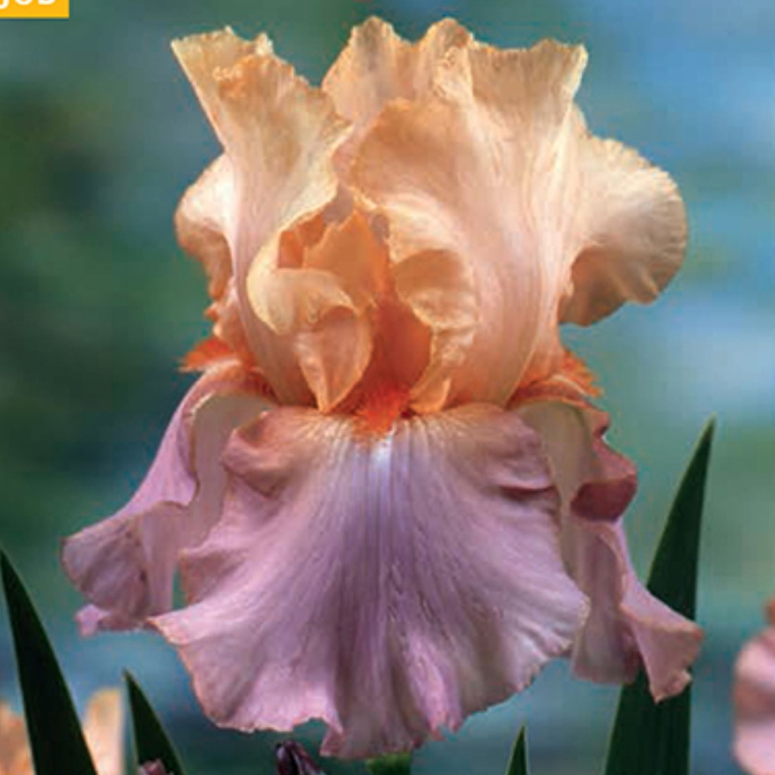Iris Germanica Crazy for You - Baardiris Les Bulbes a Fleurs