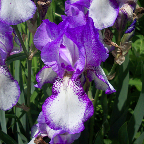 Iris Germanica Loop the Loop acheter ? Livraison rapide et prix ...