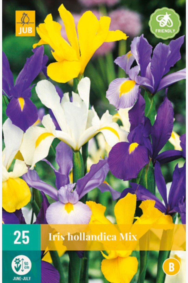 Iris Hollandica Mix Les Bulbes a Fleurs