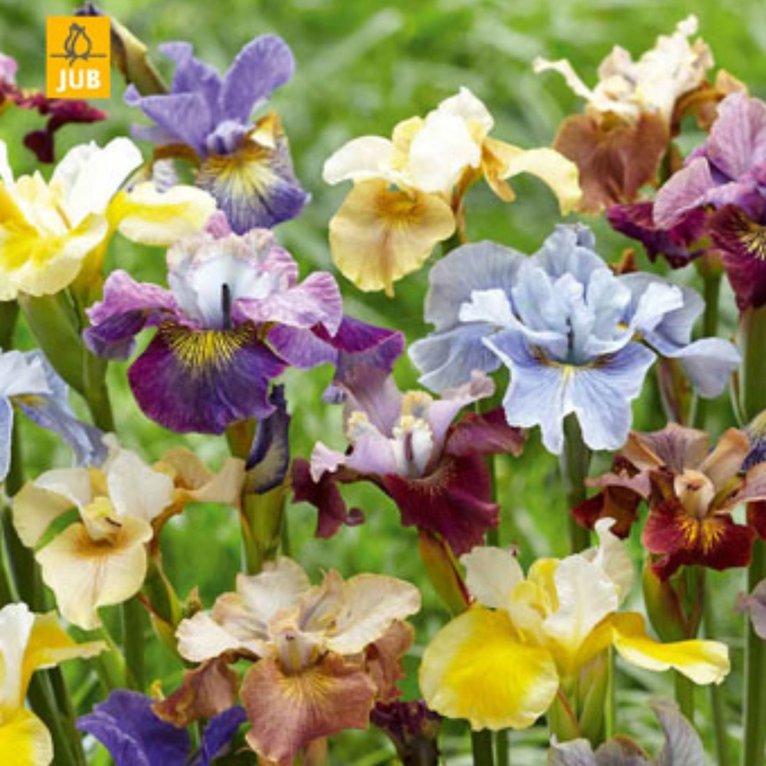 Iris Sibirica Peacock Mix – Siberische Lis Les Bulbes a Fleurs