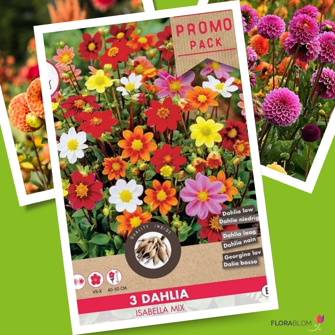 Dahlia Isabella Mix - Topmix Les Bulbes a Fleurs