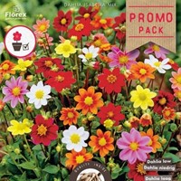 Dahlia Isabella Mix - Topmix Les Bulbes a Fleurs