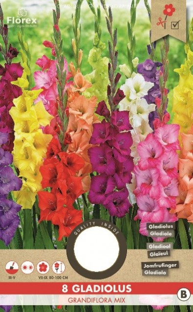 Gladiolen Mix Les Bulbes a Fleurs