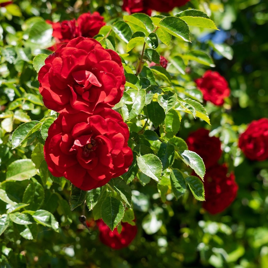 Klimroos Paul's Scarlet - Rosa Les Bulbes a Fleurs