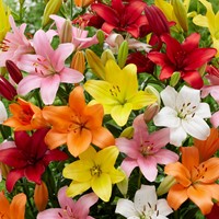 Aziatische Lelies Mix - Lilium (XL verpakking) Les Bulbes a Fleurs