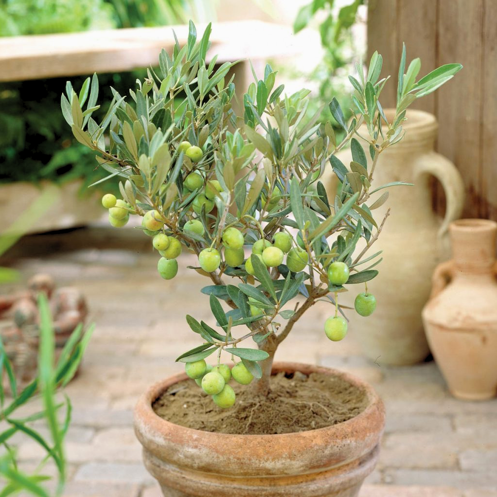 Olijfboom - Olea europaea Les Bulbes a Fleurs
