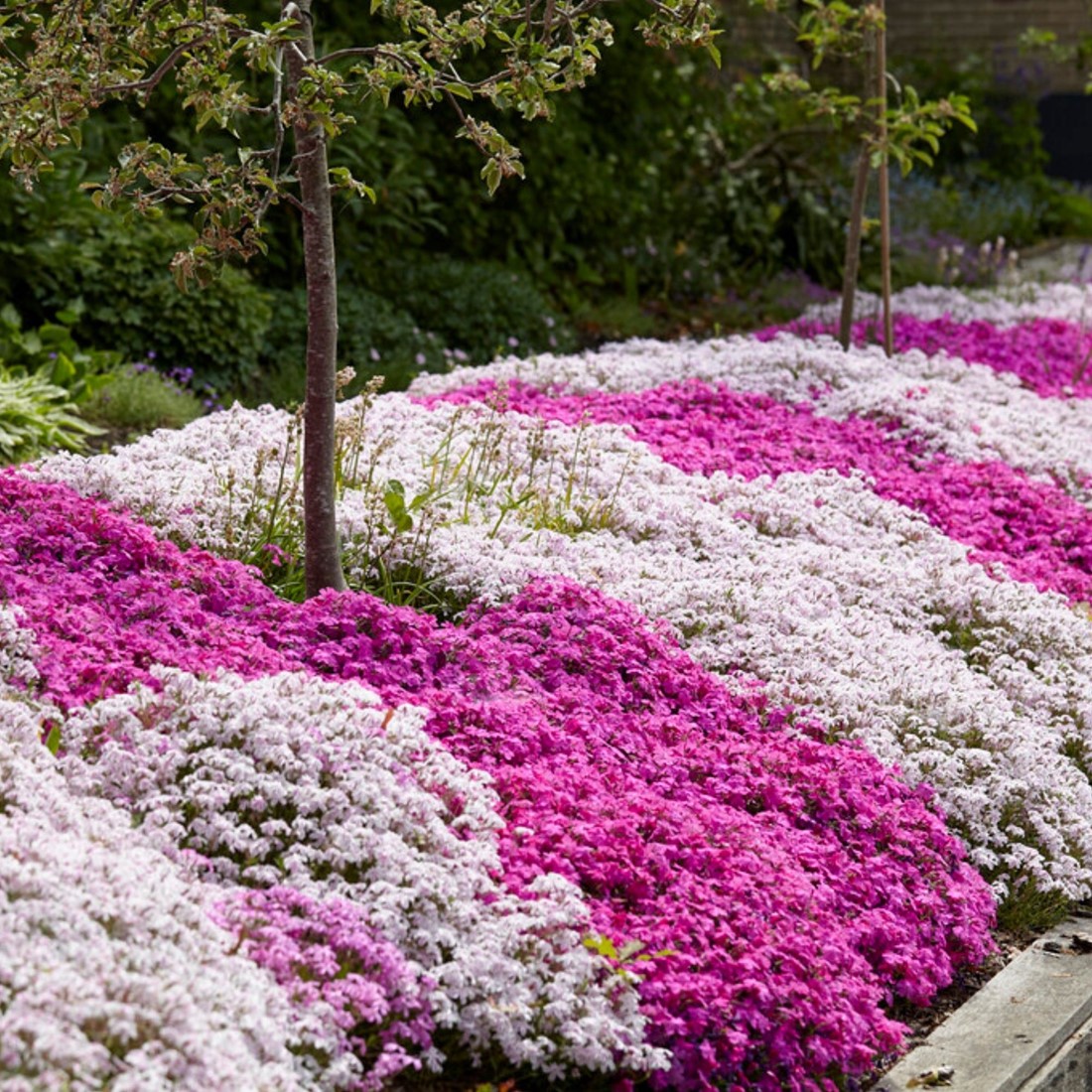 Phlox subulata mix – Phlox mousse en melange (Pack de Trois) acheter ...