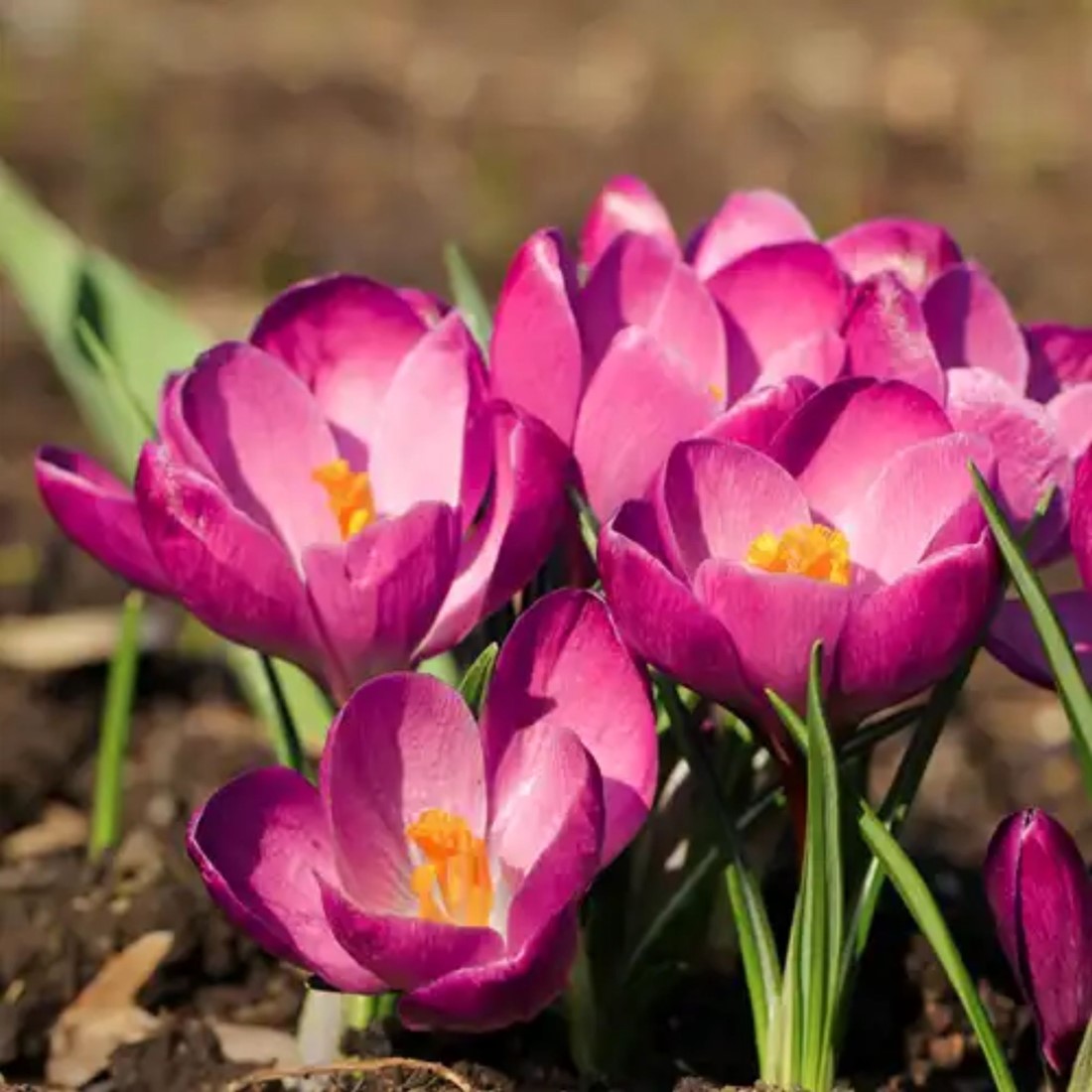 Krokus Tommasinianus Roseus - Crocus Les Bulbes a Fleurs