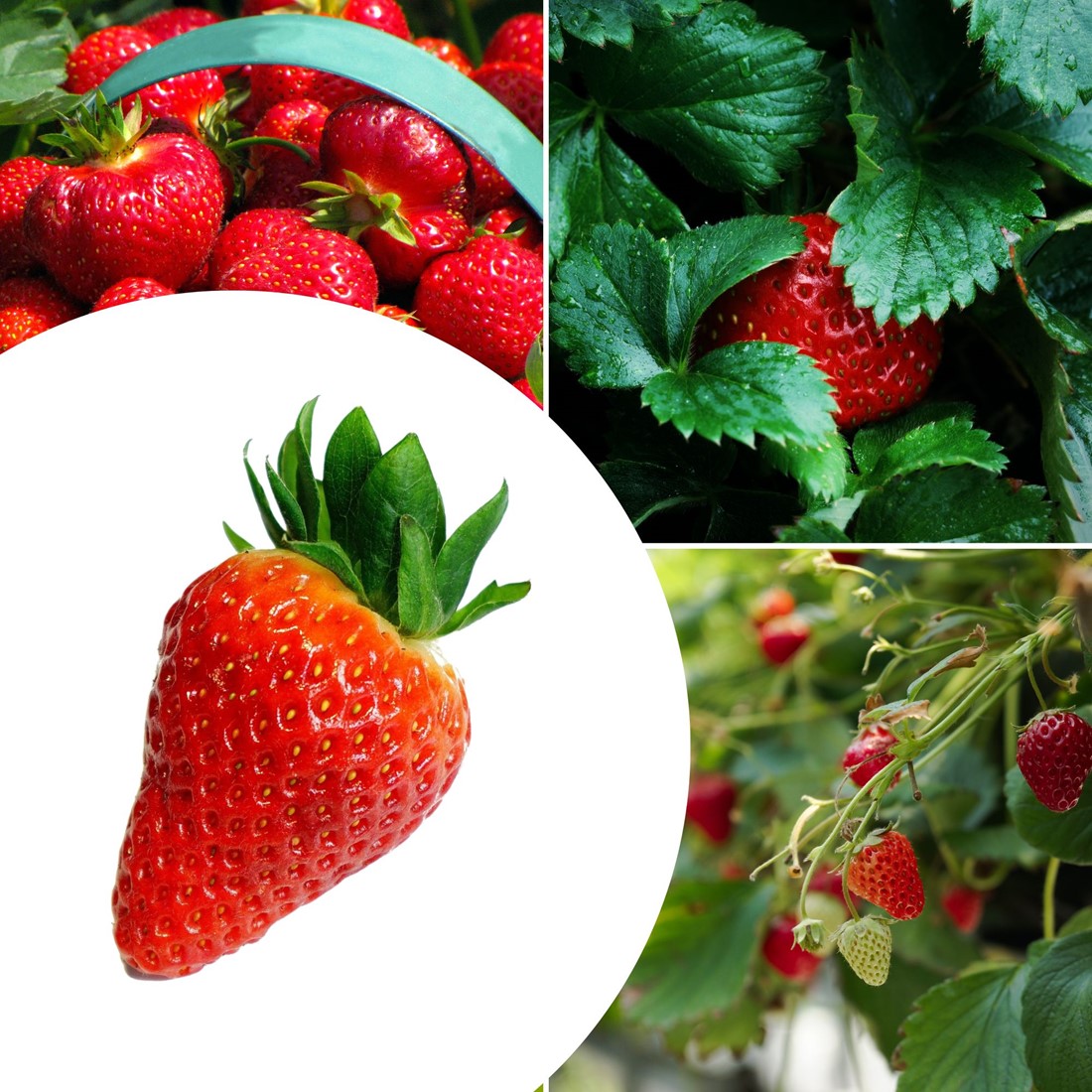 20x Aardbeien planten Lambada – Fragaria Les Bulbes a Fleurs