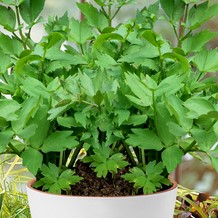 Kit Livèche - Ache des montagnes acheter? Livraison rapide et prix ...