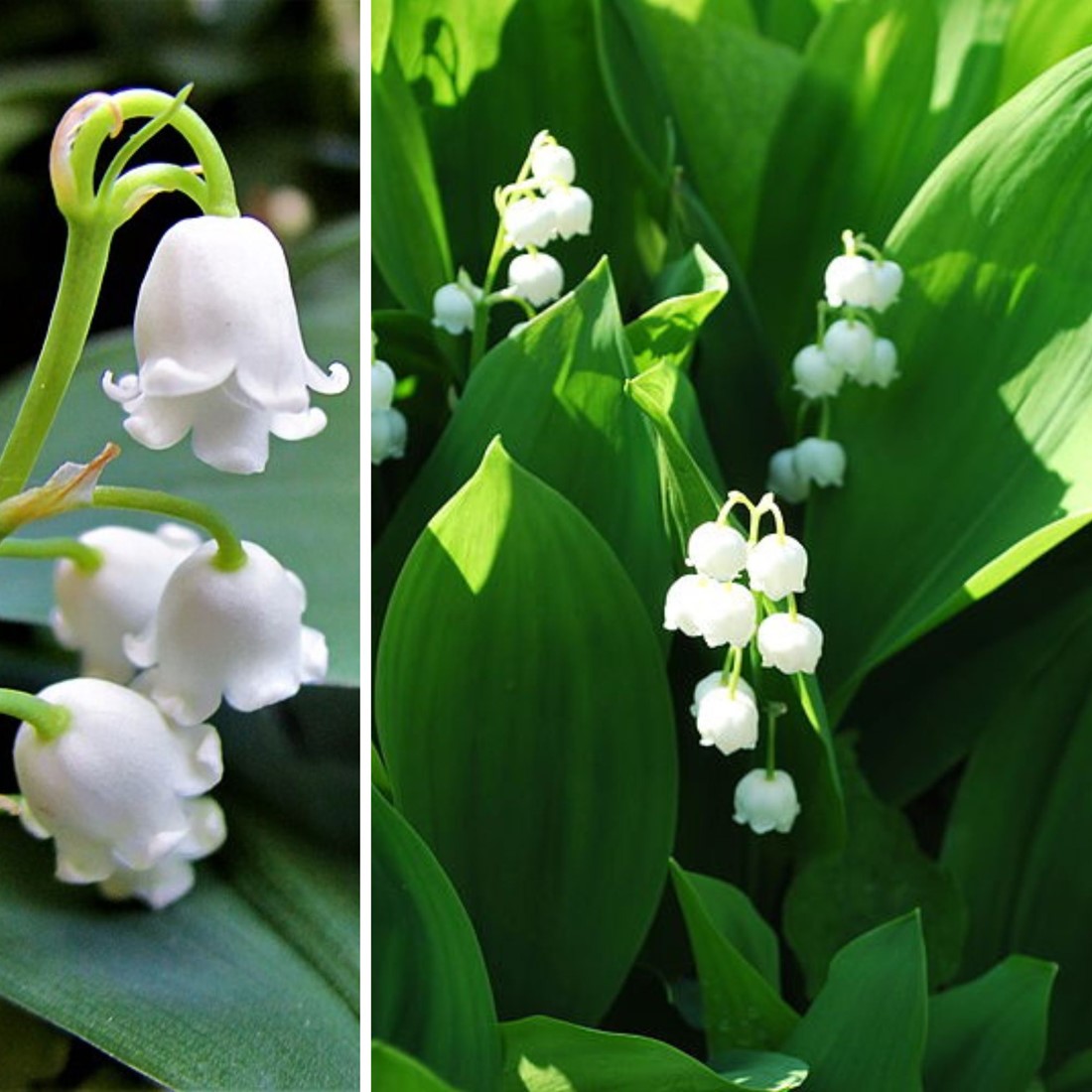 Convallaria Majalis - Lelietje van Dalen Les Bulbes a Fleurs