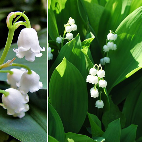 Lelietjes van Dalen (Grootverpakking) - Convallaria majalis Les Bulbes a Fleurs